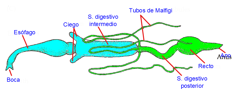 Tubulos de malpighi