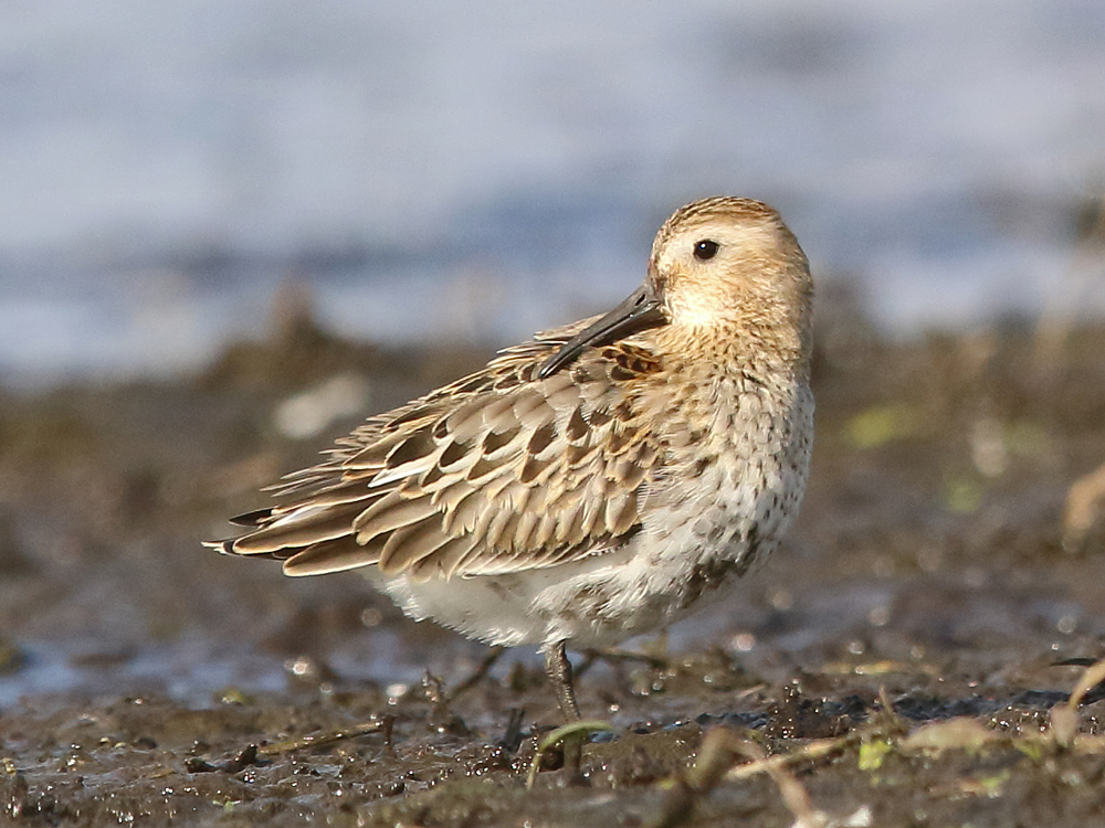 CAMBRIDGESHIRE BIRD CLUB GALLERY: Dunlin