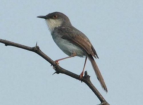 Successful Young: MEMILIH BAKALAN BURUNG PRENJAK (CIBLEK) YANG BAIK