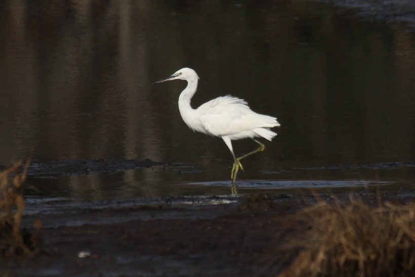 New England Coastal Birds: "Three Days of Winter Seabirding on Cape Cod ...
