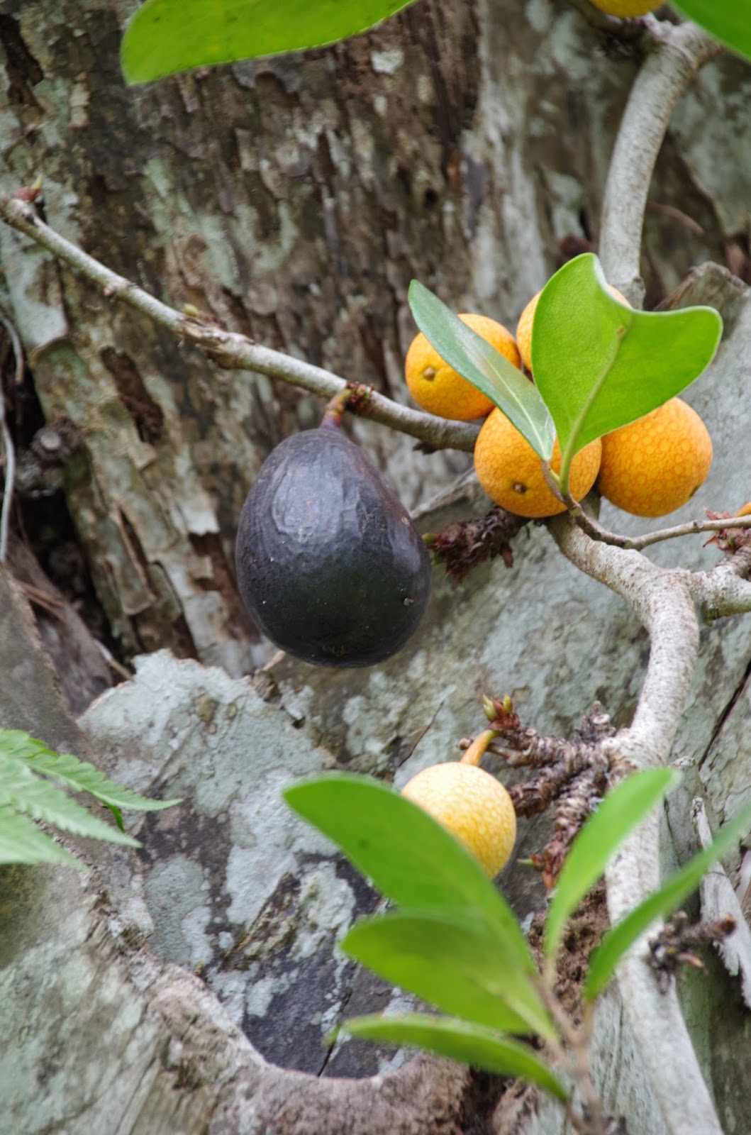 Trees and Plants: (Climbing Fig) Ficus punctata