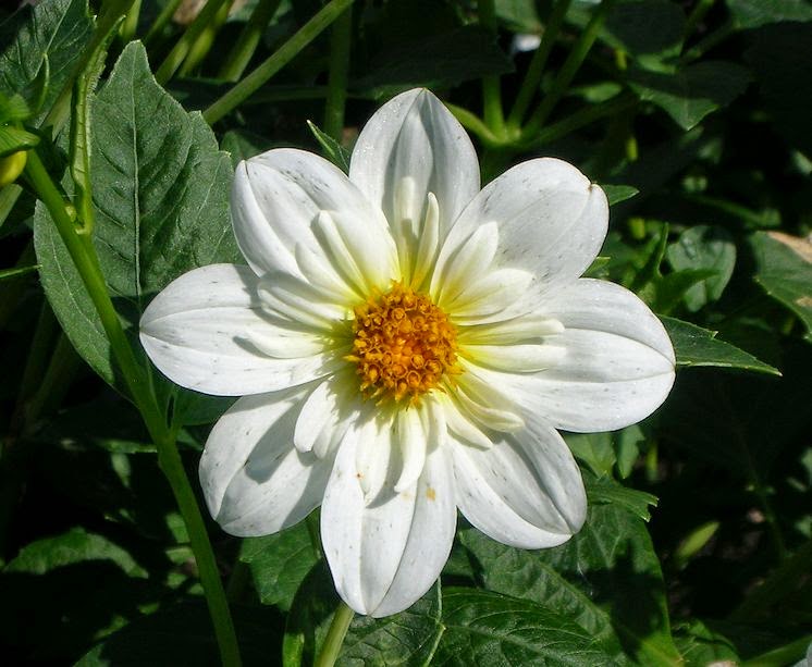 My Virtual Garden: National Dahlia Day