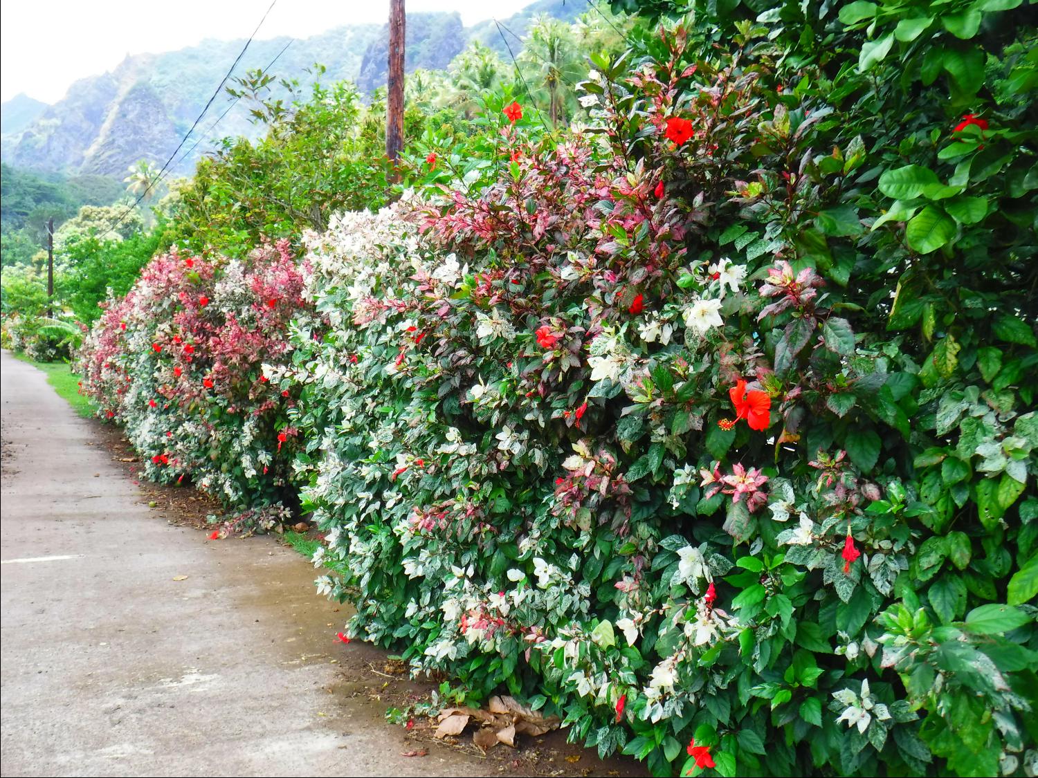 AdventuresAboardAvatar: Omoa Village Fatu Hiva