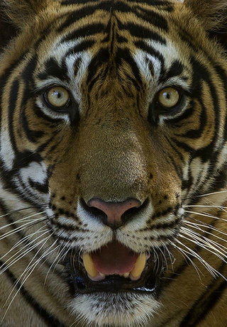 Indian Tiger Diaries: Sultan (T 72) - The Wandering Prince