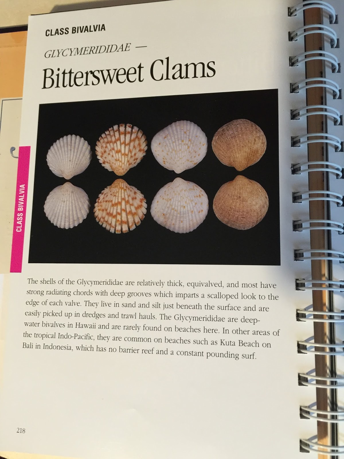 She Sells Seashells: February 2016