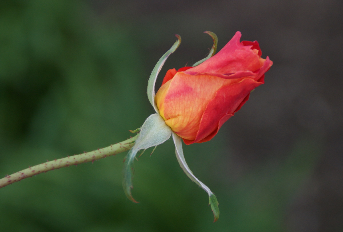 Organic Garden Dreams: March Roses