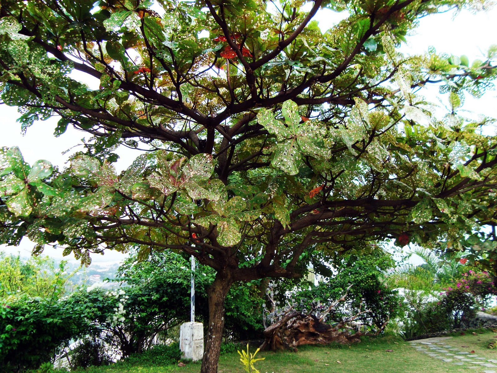 Living with Nature - School on Blog by Dr. Abercio V. Rotor: UST GS ...