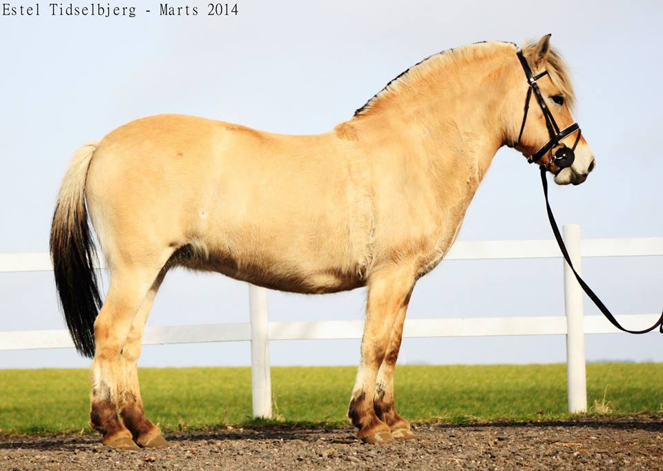 Super Fjords: 5 gode råd til vægttab af hest