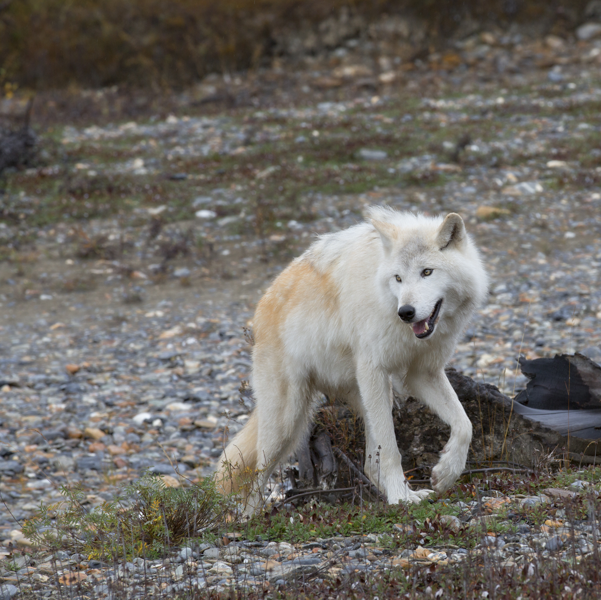 White Mountain Photography News: Fall Wolves