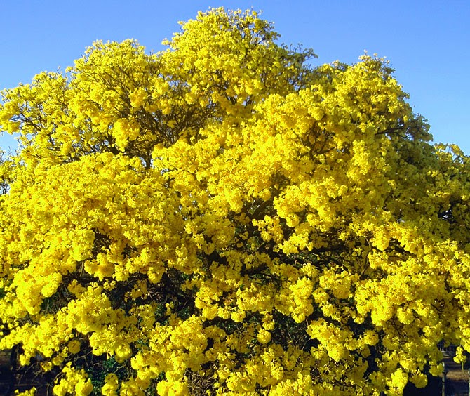 Arbol Hermano: Tecoma Stans