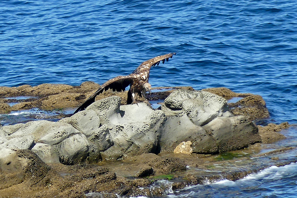 MEDRAPTORS: Swimming griffon