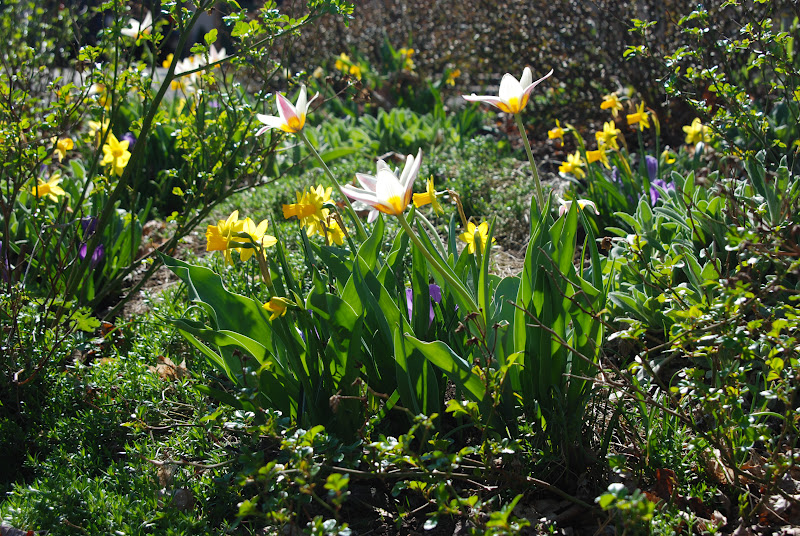 Wife, Mother, Gardener: Tulip 'Ice Stick' in the Hill Garden