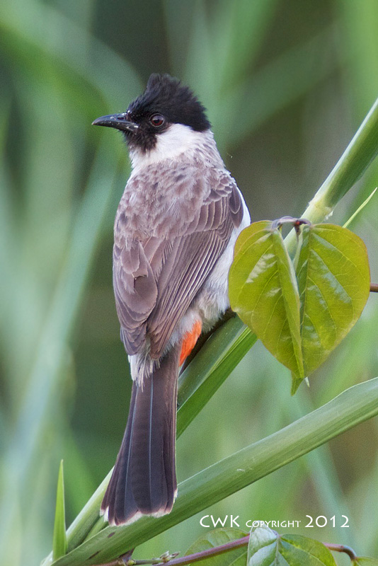 Burung Kutilang - Sooty-headed Bulbul (Pycnonotus aurigaster aurigaster ...