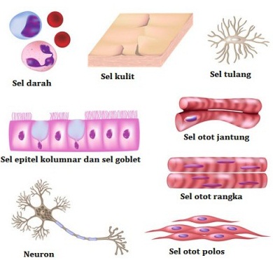 Jenis-Jenis dan Fungsi Spesifik Sel pada Manusia