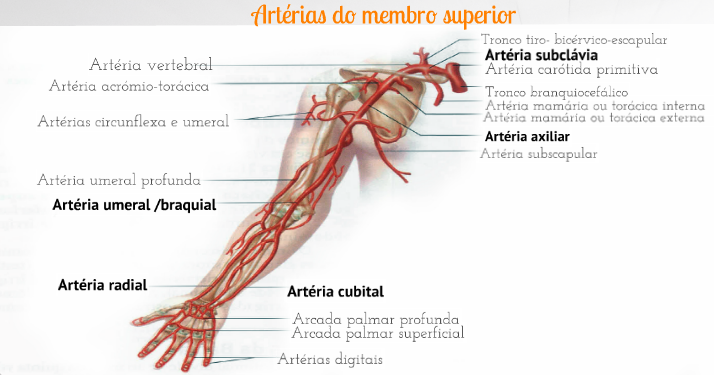 Membros Superiores: Artérias do membro superior