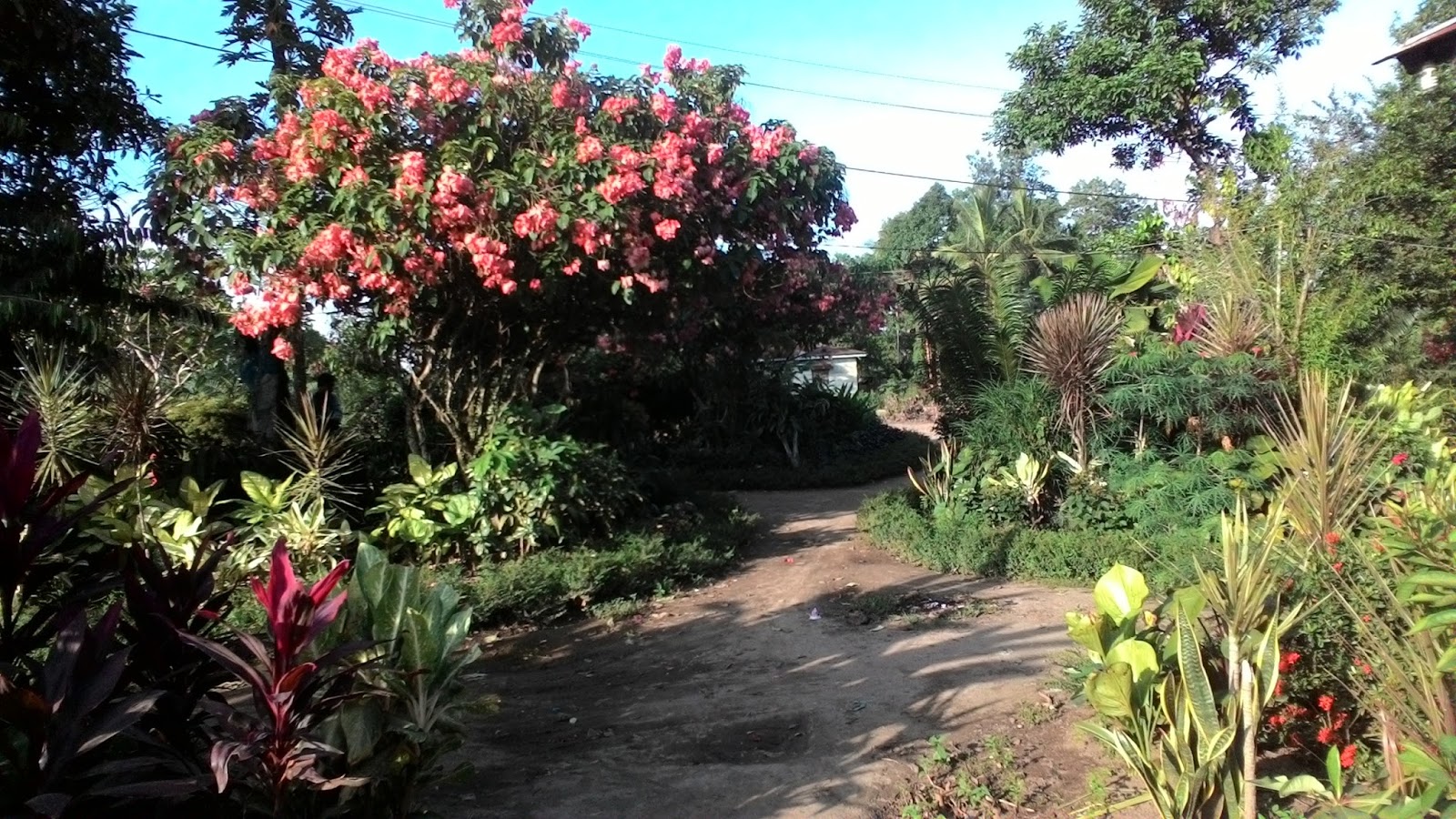 Taman PKK SK 16 Rantau Rasau ll - PINTU BELAJAR CERDAS (PBC)