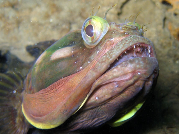 Sarcastic Fringehead: A.K.A. 'Predator' in Real Life | Featured Creature