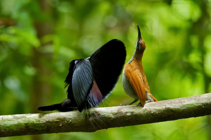 Most Terrifying & Amazing Creatures on Earth....: Magnificent Riflebird ...