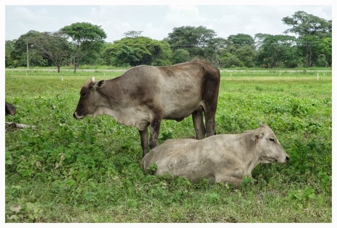Generalidades de la Ganadería Bovina.: Pardo Suizo