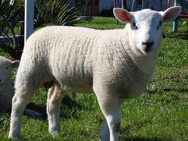 Como desenvolver o Cordeiro.