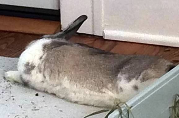 Rabbit Ramblings: Flopapalooza -- The DBF, or Dead Bunny Flop