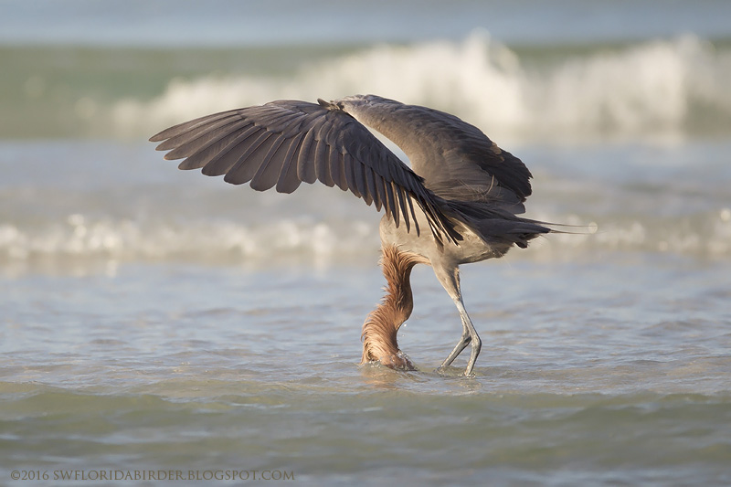 Summer Florida Birding Beach Tour: Part II | Focusing on Wildlife