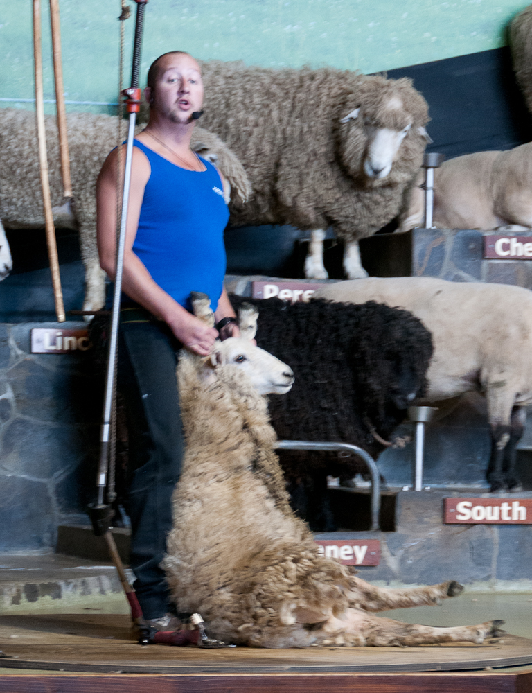 All Classical New Zealand 2012: Sheep and Cows, Lots of Steam, and ...