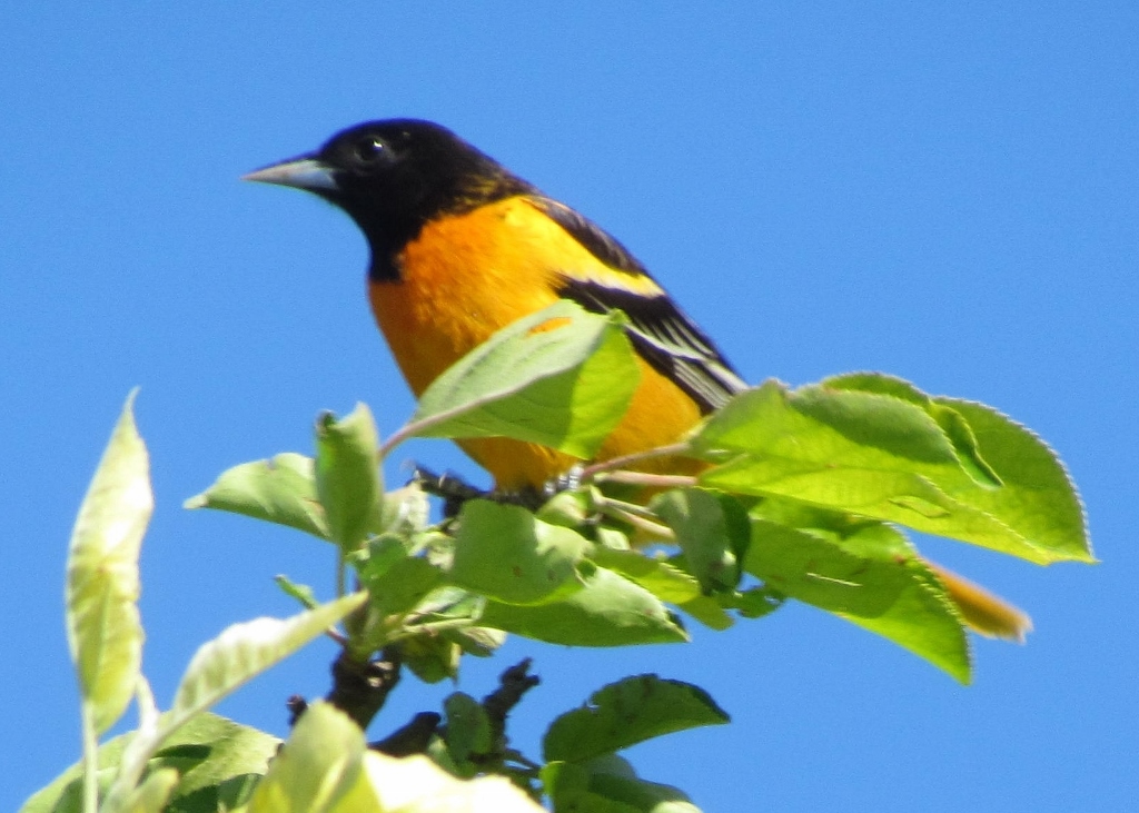 Mostly Birds: June Birds