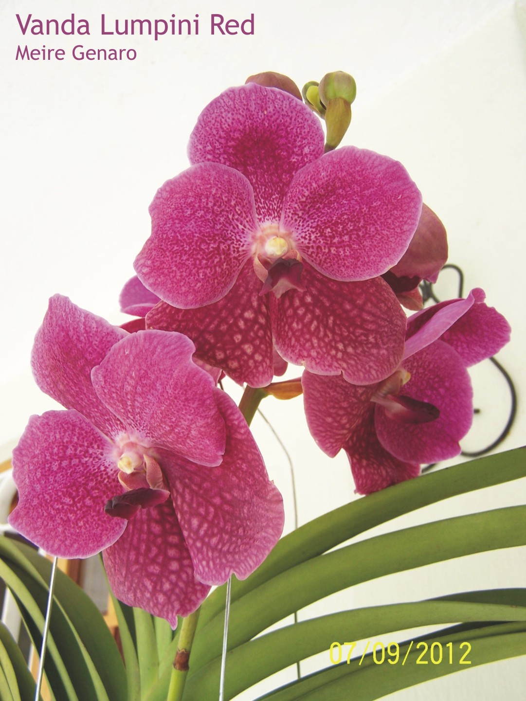 Orquideas Híbridas - Identificação: Vandáceas