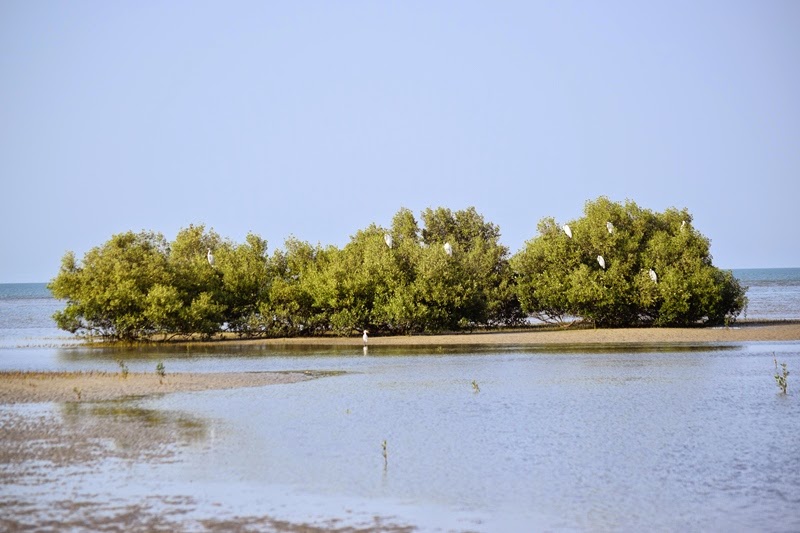 Narara Island : Welcome to Marine National Park