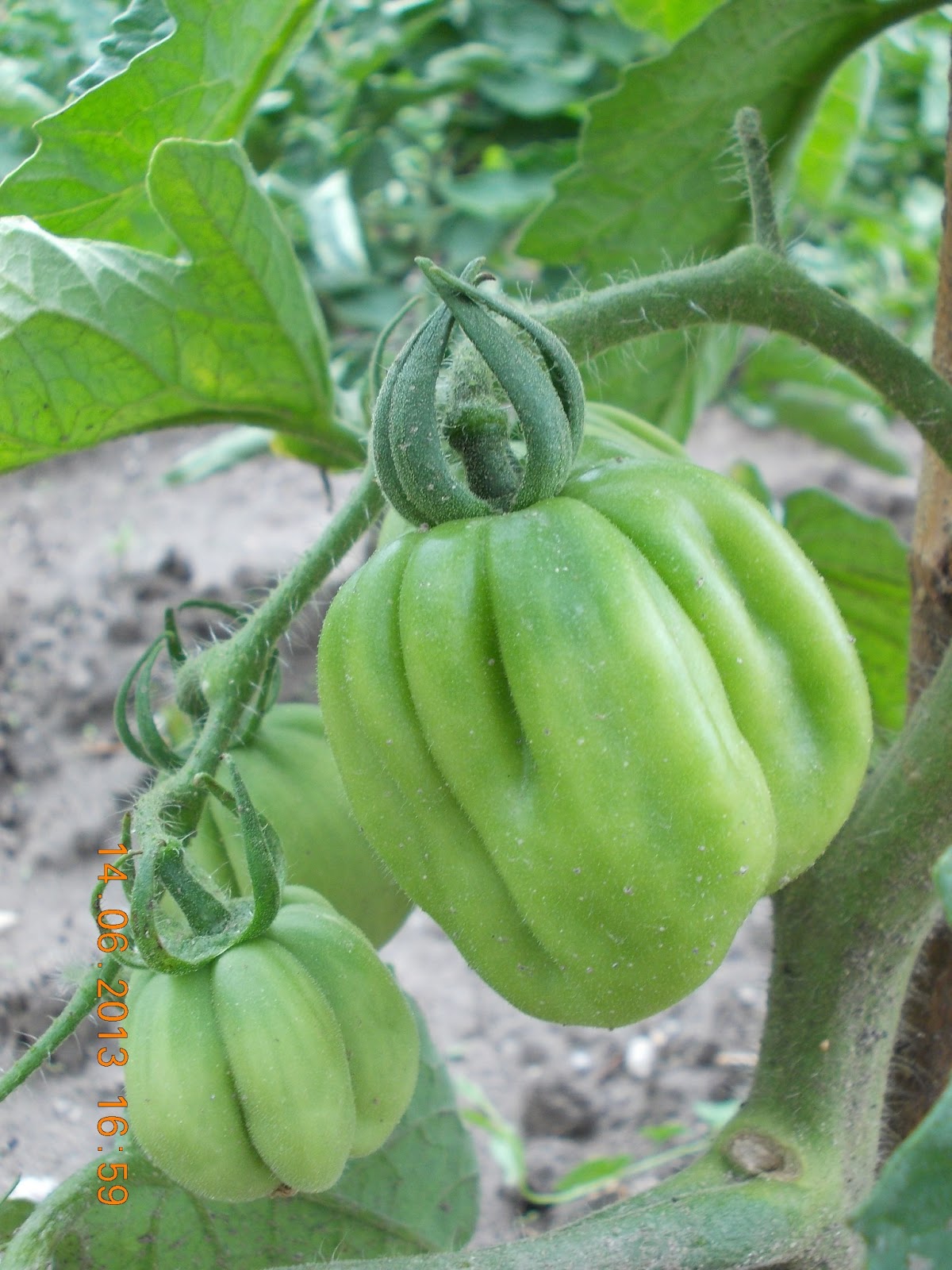 Rosii romanesti - Grădina Mirelei