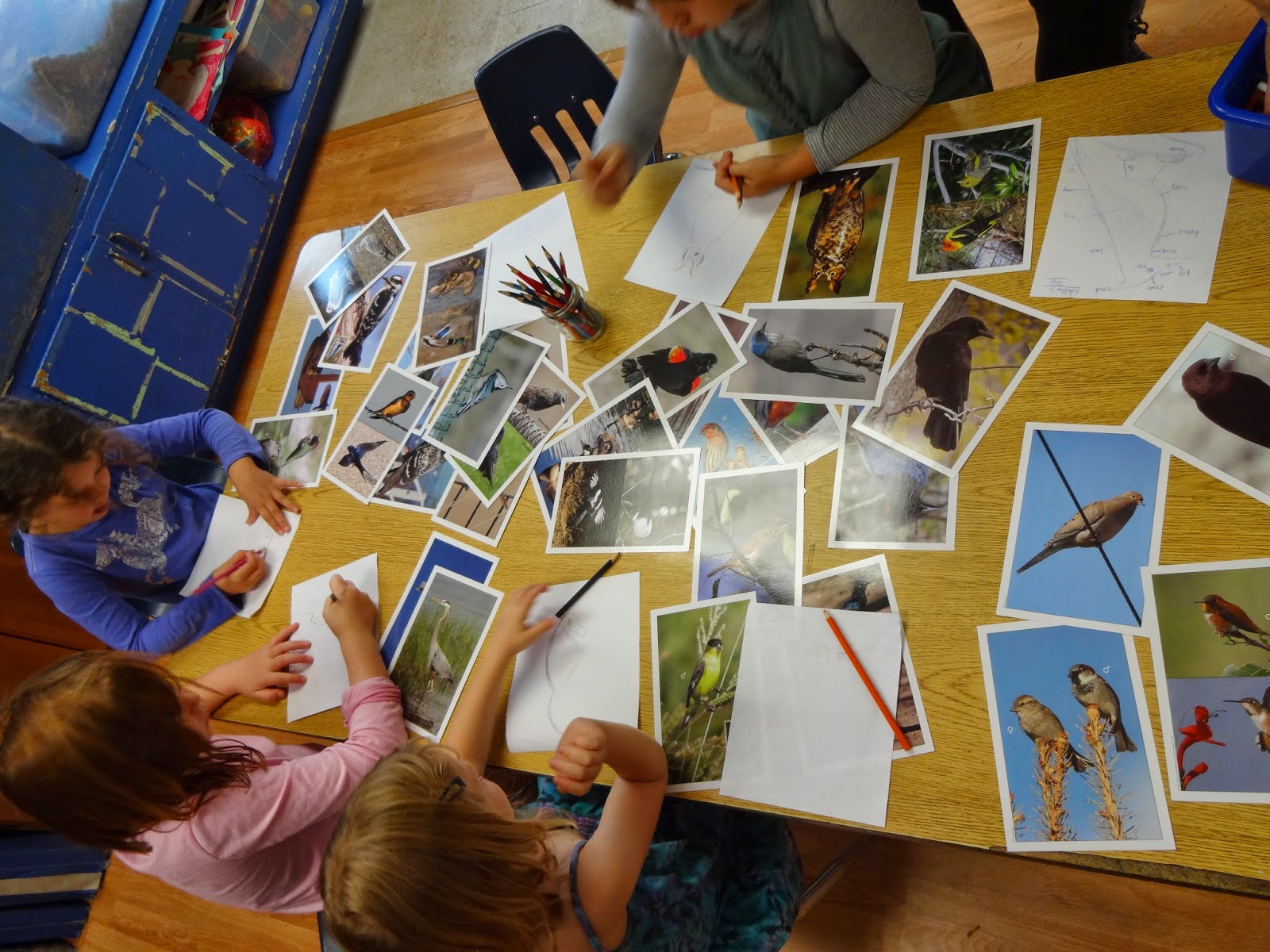 Bird School Project: Rainy Day at Spy Rock Elementary!