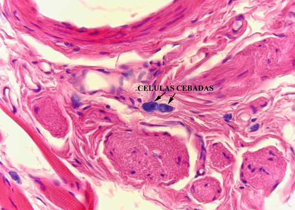 MORFOFISIOLOGIA I: GENERALIDADES DE HISTOLOGIA