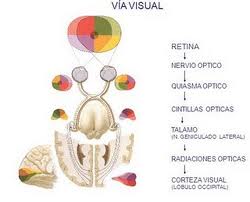 Neurociencias: SISTEMAS SENSORIALES