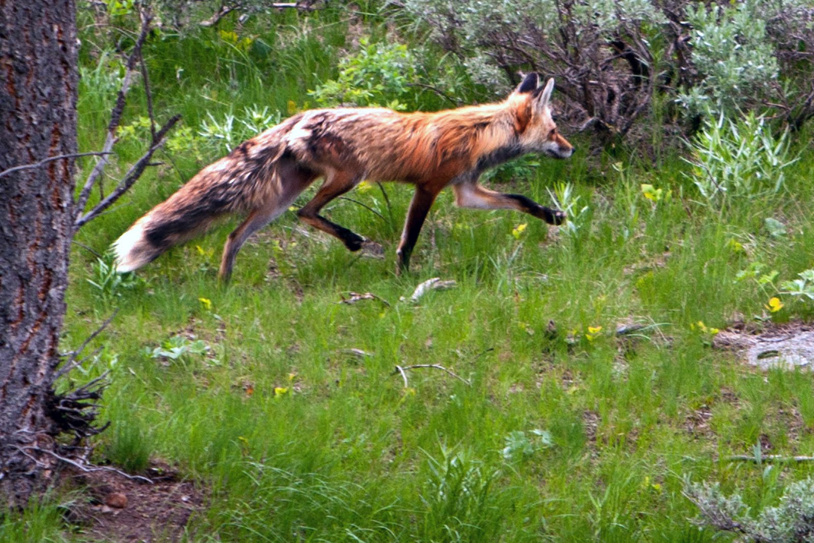 Chasing the Light: Red Fox - Coat Color Variant