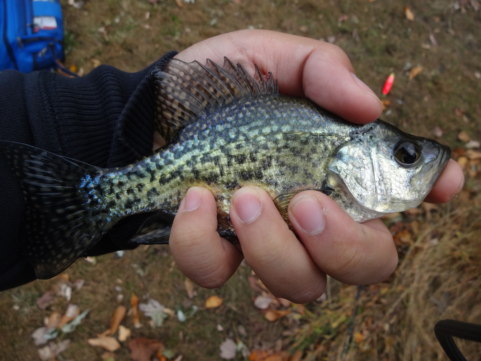 Extreme Philly Fishing: November Fishing Sessions (Last Update: Closed)