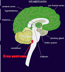 área postrema