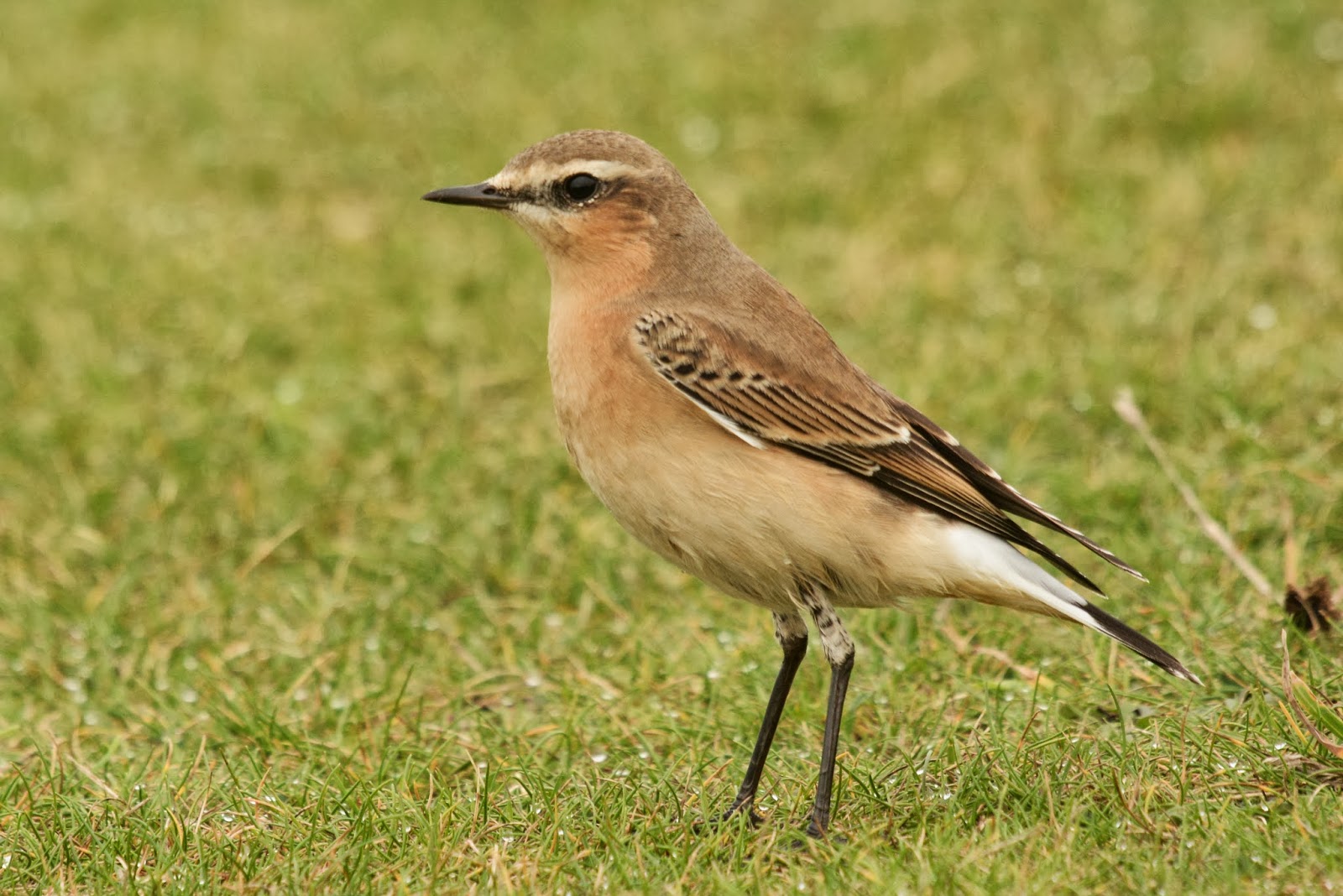 native2sussexbirding: Isabelline Wheatear