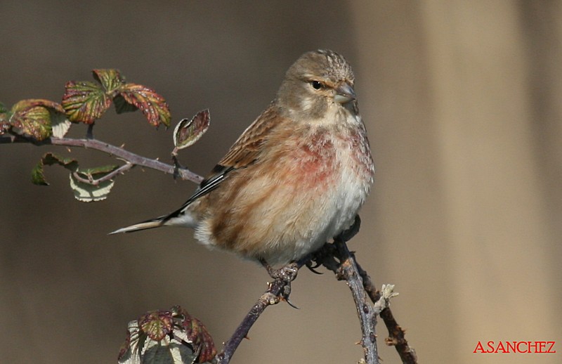 Aves de Aragón : septiembre 2016