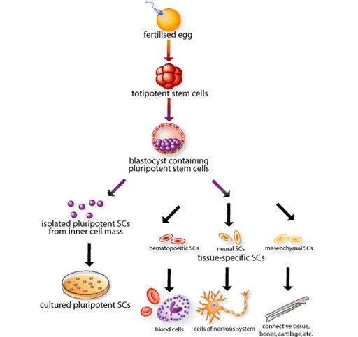 ARTI SAHABAT DALAM PROSES EMBRIOGENESIS | Materi dan Soal Biologi