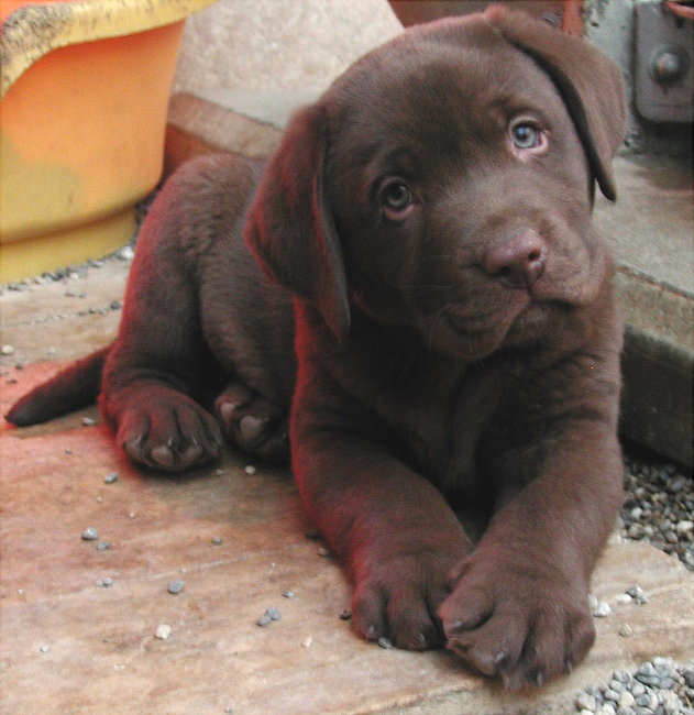 Perro labrador color chocolate - Imagui