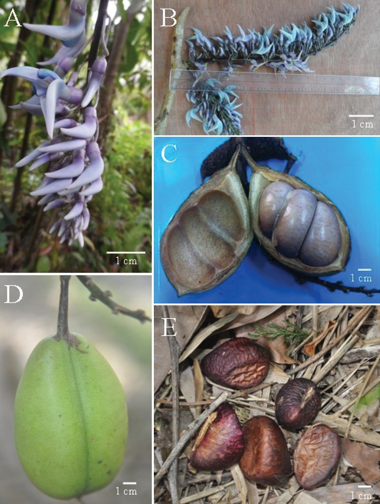 Species New to Science: [Botany • 2016] Strongylodon juangonzalezii • A ...