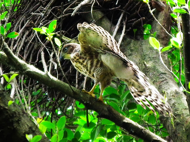 Bird Watching in Taiwan: Crested Goshawk, baby birds, 6/23/2012