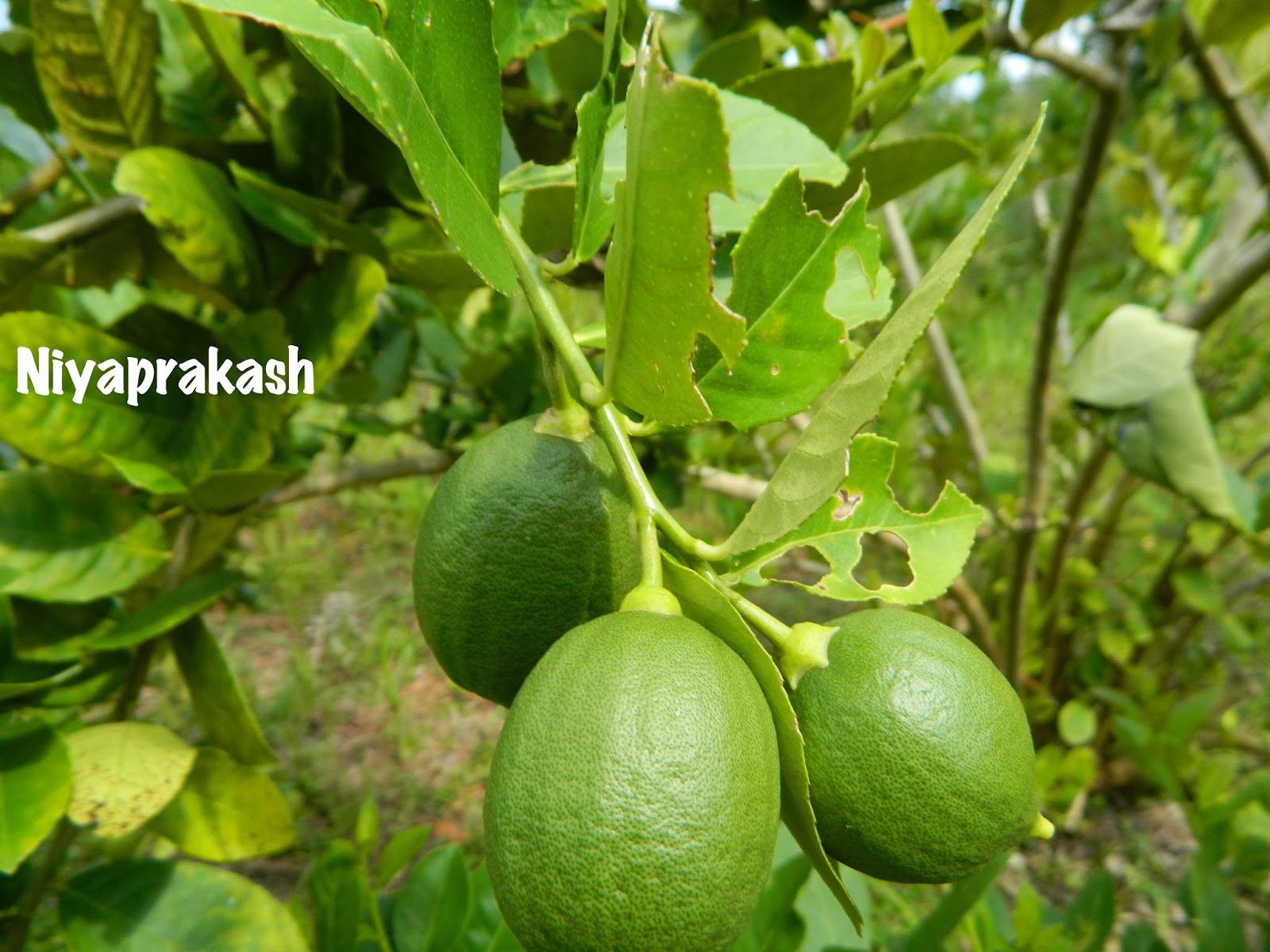Niya's World: Photos of Sweet Lime & Australian Lemon in our backyard