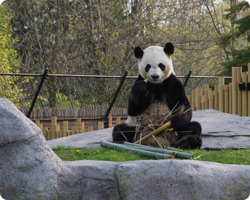 Crafty Cucumber: The Zoo