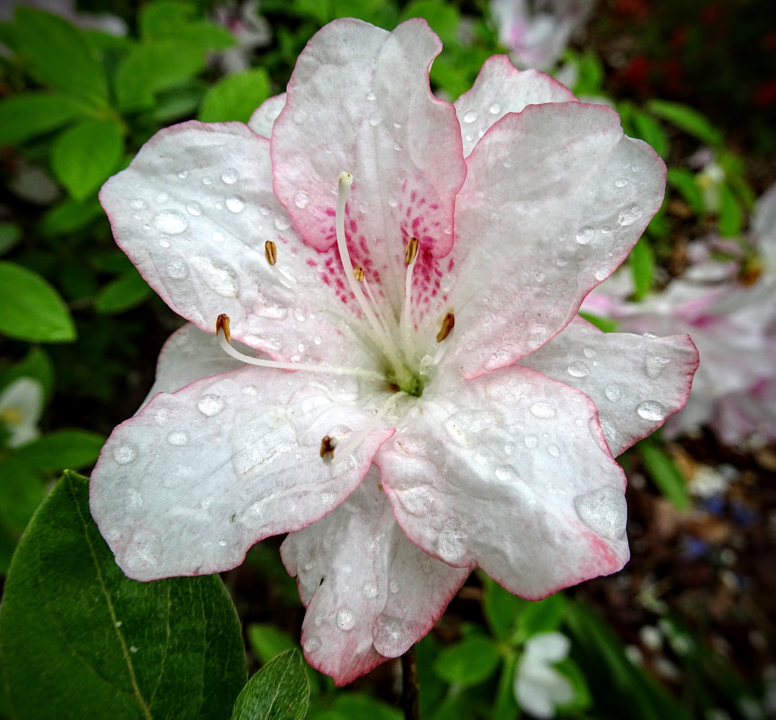 Love, Joy and Peas: Glistening Raindrops on Pretty Azalea Flowers