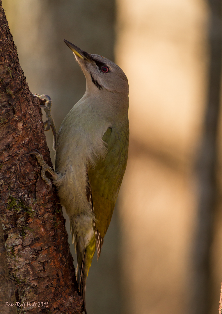 FotoHulten :-): Småfugler og grevling