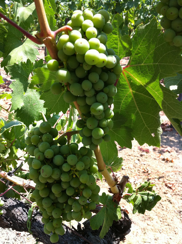 Everything Coastal: A Healdsburg Winery with a Nautical Twist!