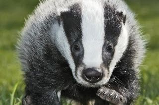 The Pioneer/Honeymoon Trail: The Creeks Were Named For A Badger (Day 23)