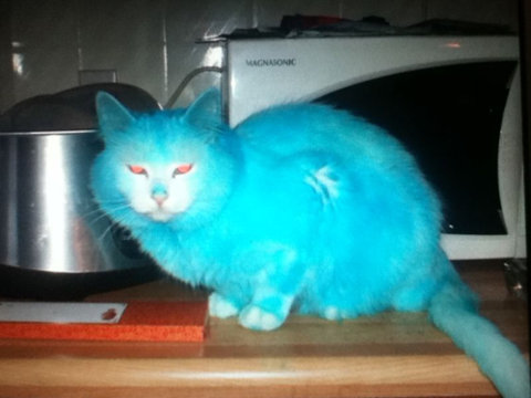 Triumph of a Man Called Da-Da: BLUE CAT ALERT: An Easter Warning